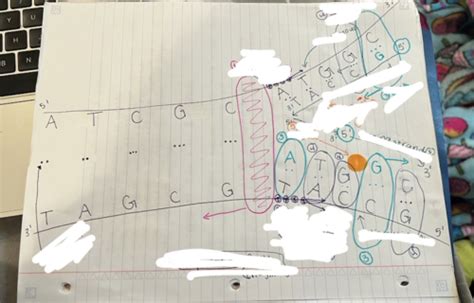 Replication Fork Diagram Flashcards Quizlet