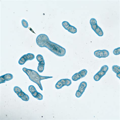 B Animal Like Protists Animallot