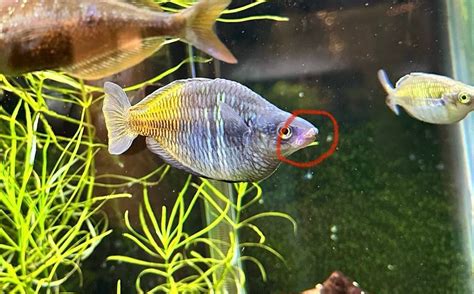 Maracyn For Mouth Rot Columnaris Diseases Aquarium Co Op Forum
