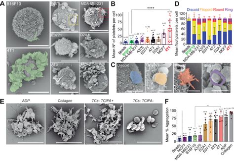 血小板有利于已形成转移的生长nature Communications X Mol