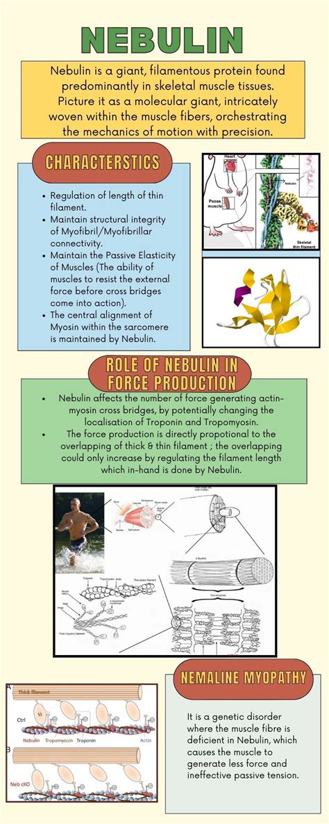 How Nebulin Regulates Muscle Contraction And Relaxation Kshitij