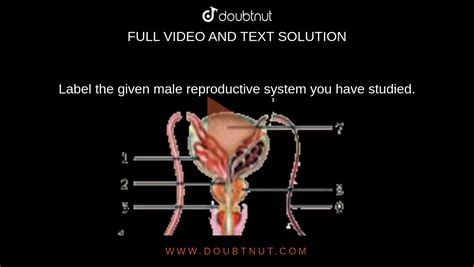 Male Reproductive System Front View Without Labels