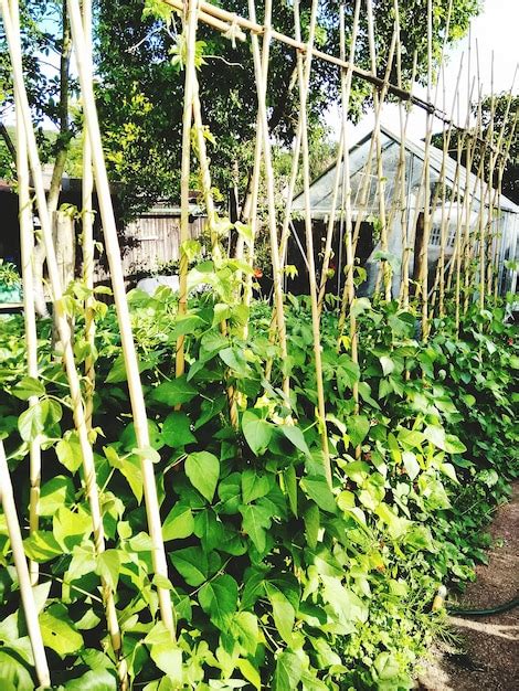 How To Support Pole Beans For Maximum Yield Some Creative Diy Ideas