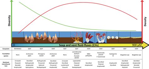 Conceptual Diagram Of Macrofaunal Diversity Density And Composition