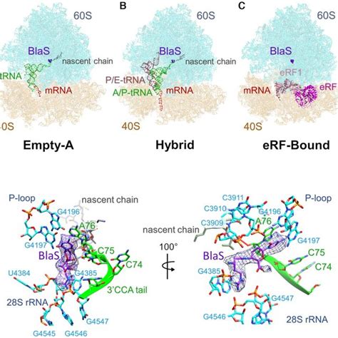 Blas Binding To The P Site In The 60s Peptidyl Transferase Center