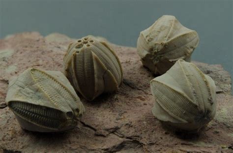 Pin On Fossils