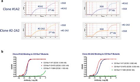 Identification Of Novel Anti Cd16a Antibody Clones For The Development