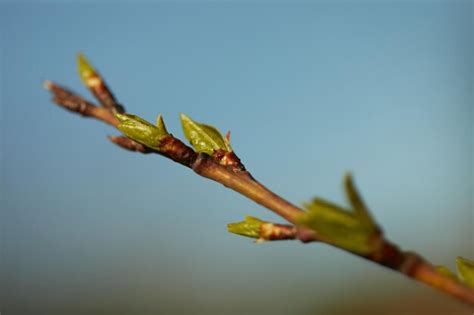 Premium Photo Close Up Of Flower Bud Growing Outdoors