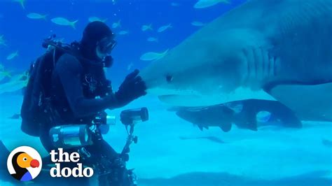 Wild Shark Recognizes Human Best Friend After They Were Separated For A