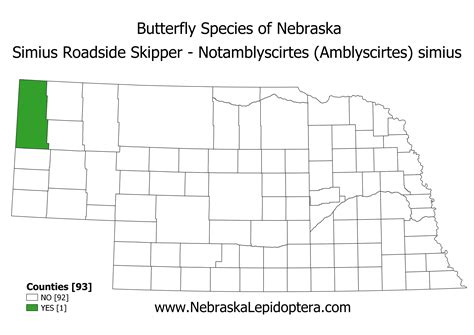 Species Page Simius Roadside Skipper Notamblyscirtes Simius