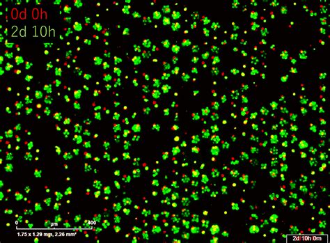 Single Cell Culture Sievewell™