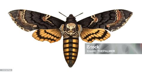 Deathshead Hawkmoth Engraving 1861 Stock Illustration Download Image