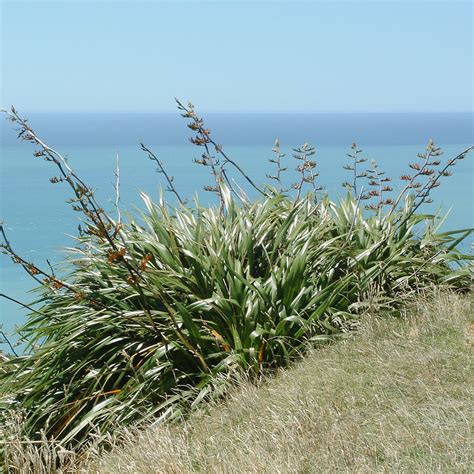 Phormium Green Dwarf — Naturally Native New Zealand Plants 2013 Ltd