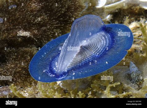 By The Wind Sailor Velella Spirans Or Velella Velella Photographed