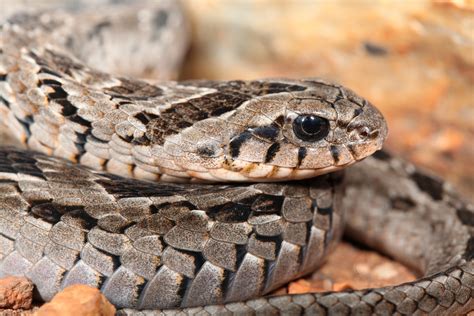 What You Need To Know About The Night Adder 4x4 Afrika