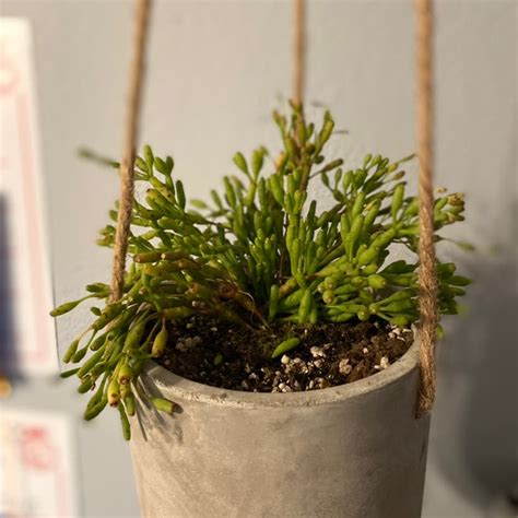 10 Benefits Of Having A Dancing Bones