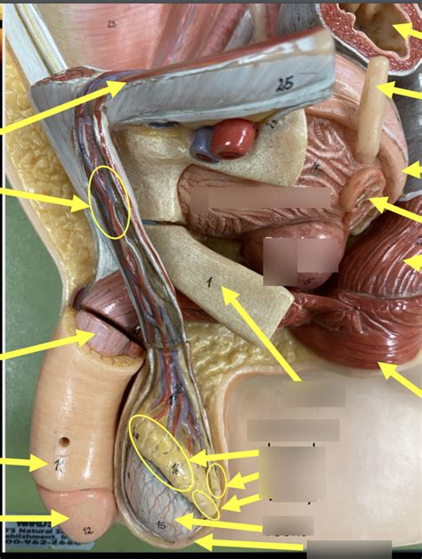 Mrm 2 Diagram Quizlet
