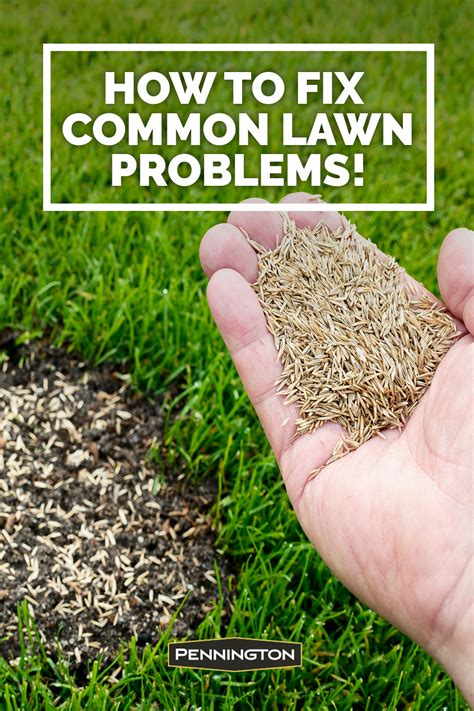 How to fix the most common lawn problems – Artofit