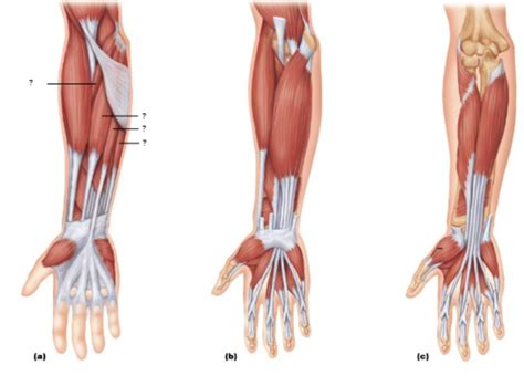 Anterior Forearm Diagram Quizlet