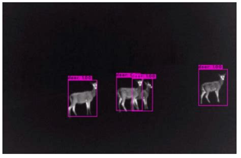 Comparison Of Different Methods Of Animal Detection And Recognition On