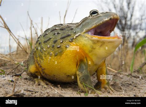 Giant African Bullfrog Size At Evelyn Shank Blog