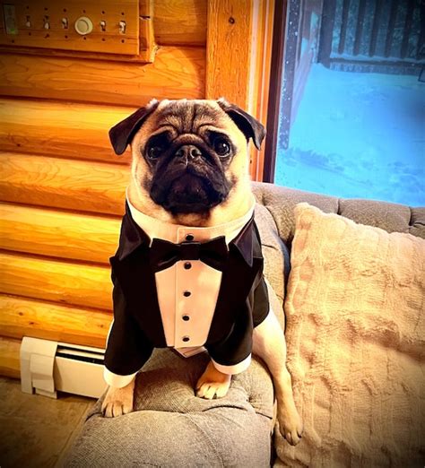 Pugs In Tuxedos