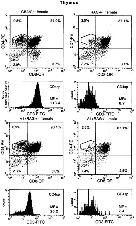 Positive Selection In Female And Clonal Deletion In Male A1mrag 1