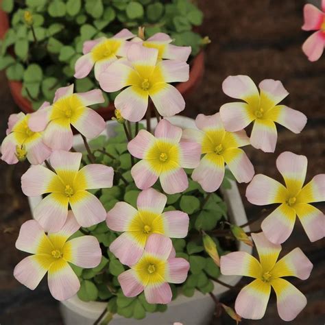 Moon Palace Oxalis Obtusa Series Bulb Pack Of 5 Bulbs