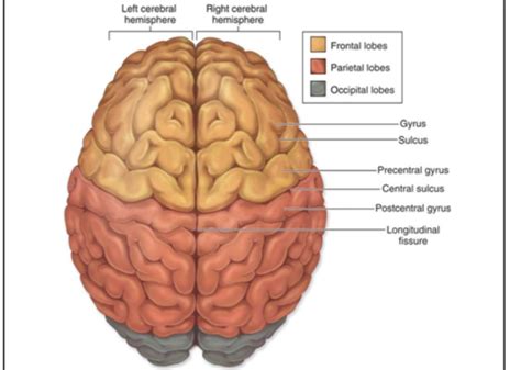 Bio 223 Chapter 13 Brain And Cranial Nerves Flashcards Quizlet