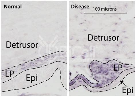 In Situ Hybridization For Mrna Kit Bicell Scientific®
