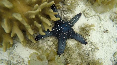 Protoreaster Nodosus Horned Sea Star Snorkeling Report