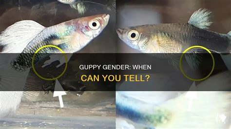 Guppy Gender When Can You Tell Petshun