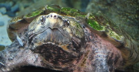 Alligator Snapping Turtle Underwater Close Up Free Stock Video Footage