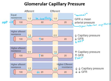 Basic Renal Processes Ii Flashcards Quizlet