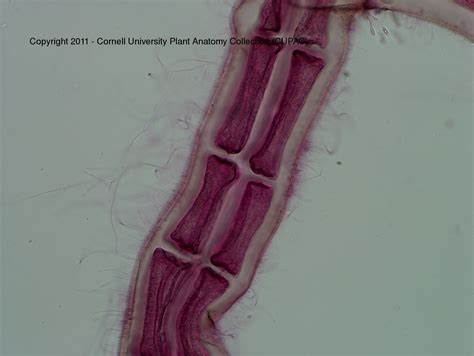 Polysiphonia Slide Labeled