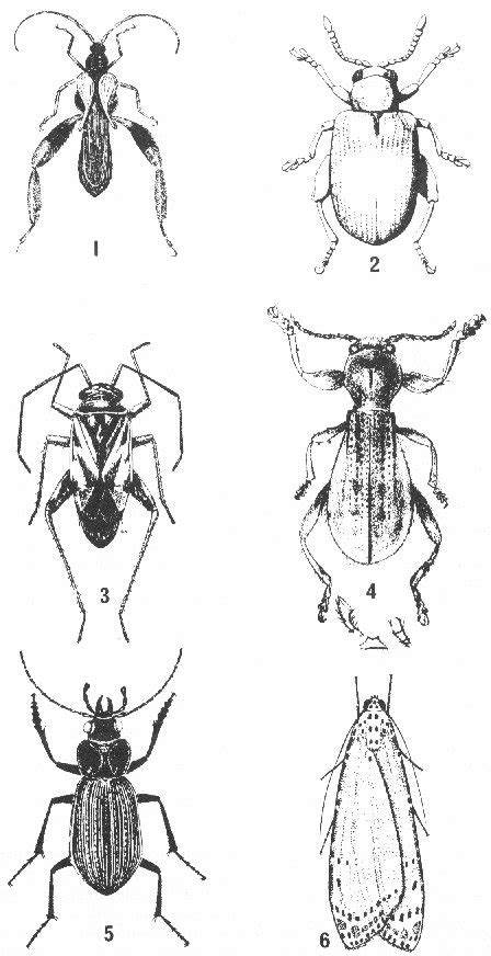 Fig 18 1 Callisphyris Macropus Newman Coleoptera Cerambycidae Chiloe