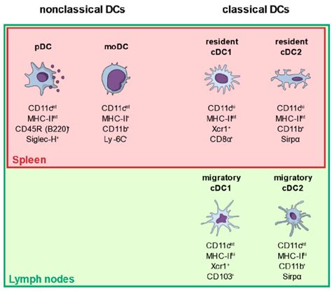 Dendritic Cell Classes And Common Surface Markers Used For Download Scientific Diagram