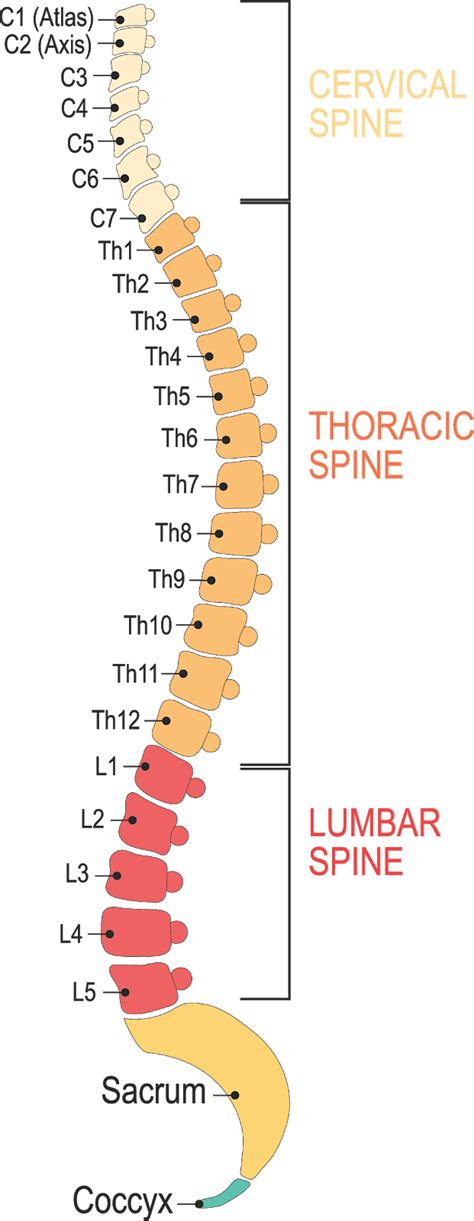 T Spine Mobility For Golf Trueturn