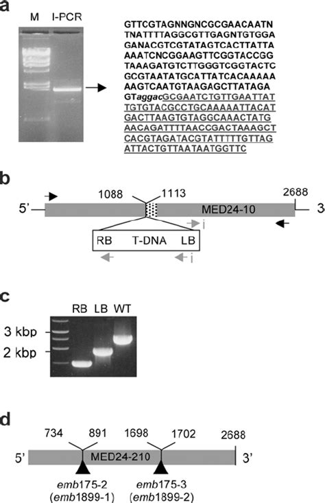Inverse Pcr And Identification Of The Tagged Emb 175 Locus I Pcr Was Download Scientific
