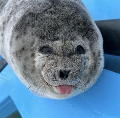 𝖍 𝖆 𝖉 𝖊 𝖘 ♱ 𐕣 On Twitter Noooo 🥺