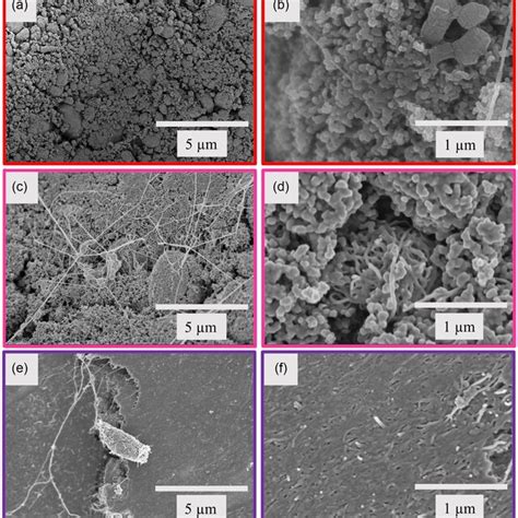 Scanning Electron Microscopy Sem Micrographs Of Ab Cath‐307 Cd