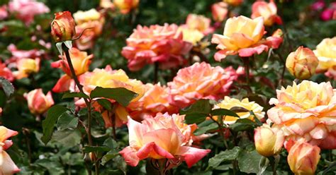 Die 3 Schönsten Rosen Sorten Für Den Garten