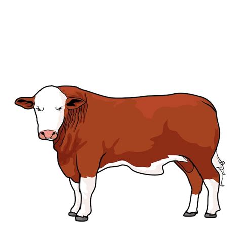 Premium Vector Simmental Red Bull Vector Stock