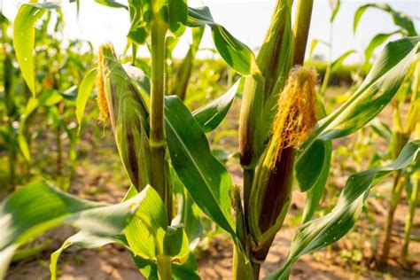 A Beginners Guide To Growing Sweet Corn From Seed Gardening