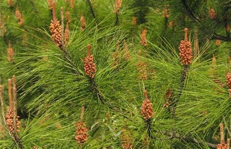 Masson Pine Pine Pollen Powder Cell Cracked Pine Pollen Powder Pine Pollen Tablet Bulk Pine