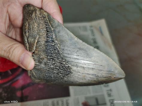 Hi Res Photos Of Meg Tooth Hobbies And Toys Memorabilia And Collectibles Vintage Collectibles On