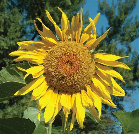 15 Standout Sunflower Varieties You Can Plant In Your Garden Inside