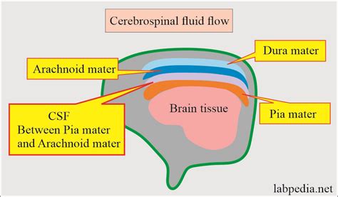 Cerebrospinal Fluid