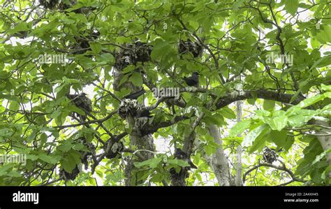 Wide View Of White Capped Noddy Terns Nesting In A Pisonia Tree Stock
