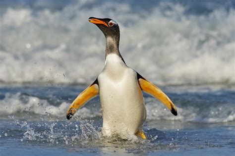 Imágenes De Pingüino Papúa Descarga Imágenes Gratuitas En Unsplash